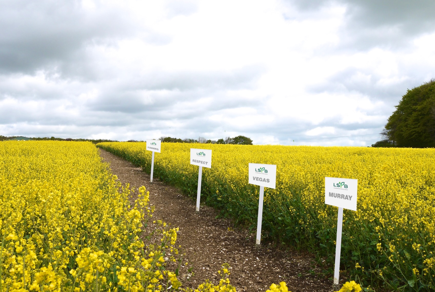 MURRAY AND VEGAS JOIN THE LSPB PORTFOLIO OF WINTER OILSEED RAPE ...