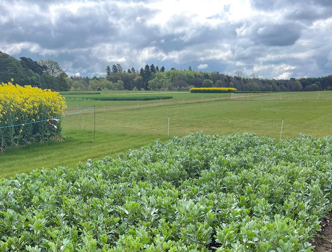 MARKET LEADING OILSEED RAPE AND PULSE VARIETIES FROM LS PLANT BREEDING ...