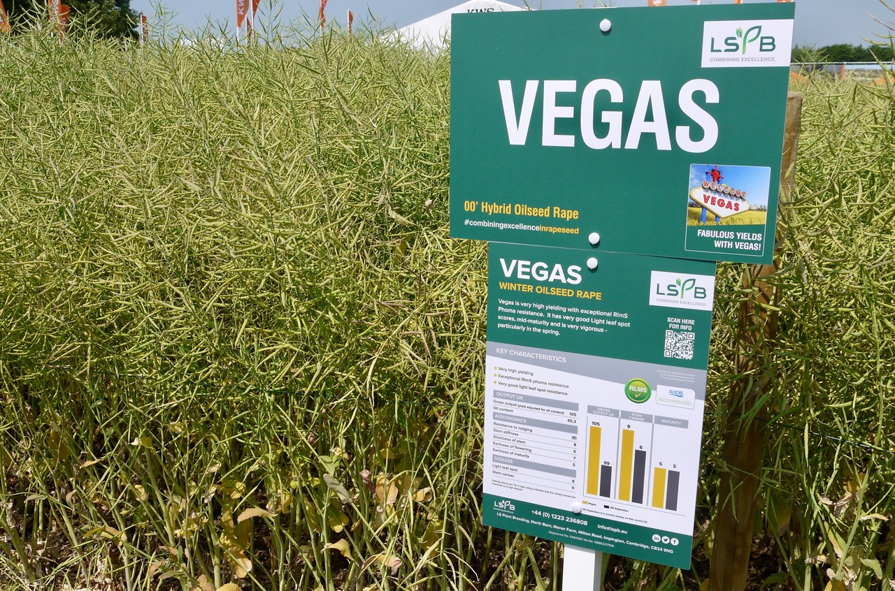 WINNING OILSEED RAPE RESULTS FROM VEGAS – NPZ UK