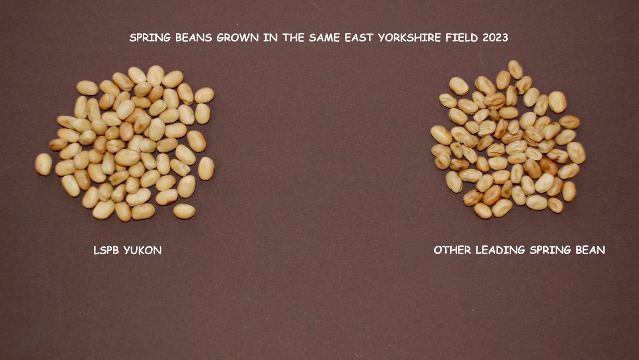 YUKON SPRING BEAN TOPS THE PGRO DESCRIPTIVE LIST FOR EARLIEST HARVEST ...